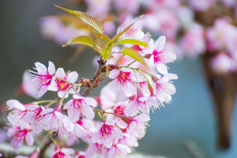 Sakura, Thai Cherry Blossom in Garden Stock Photo - Image of flower ...