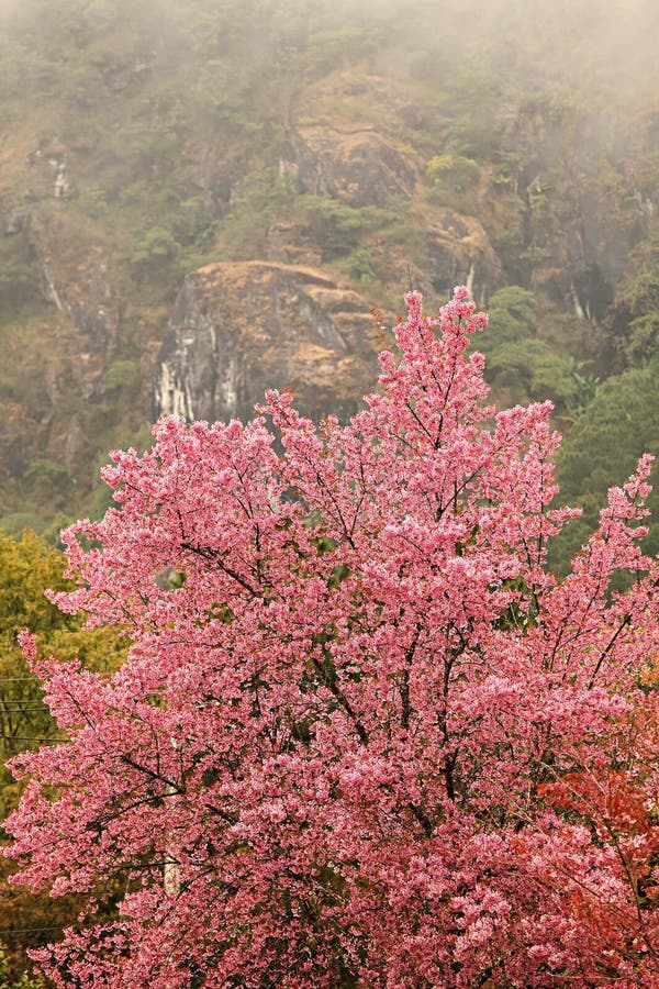 Sakura Tree stock photo. Image of floral, branch, bloom - 17498716