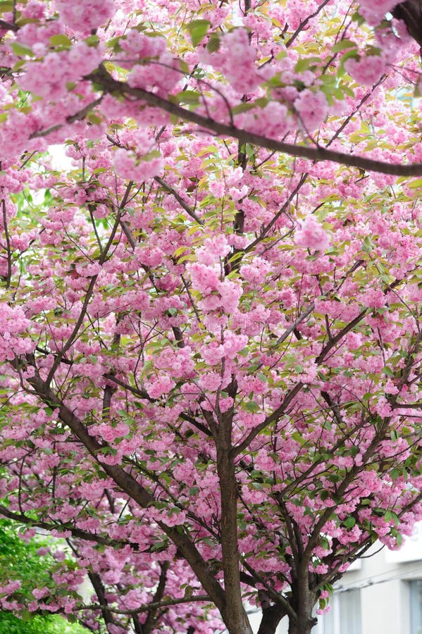 Sakura tree blooming. stock photo. Image of flowers - 218744380
