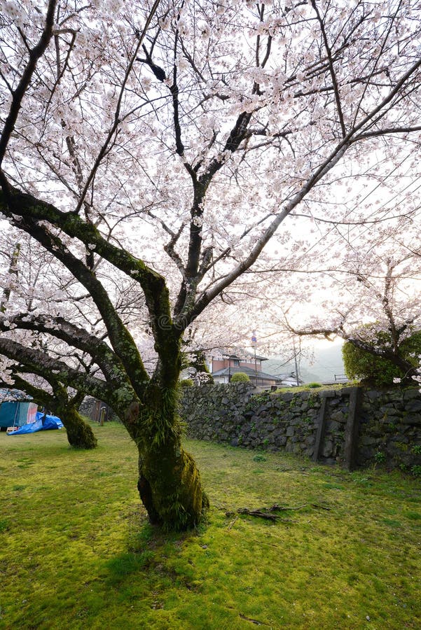 Sakura tree stock photo. Image of blossom, flower, branch - 75937000