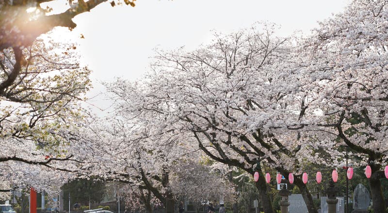 Sakura Tree Blooming in Spring of Japan. Stock Image - Image of native ...