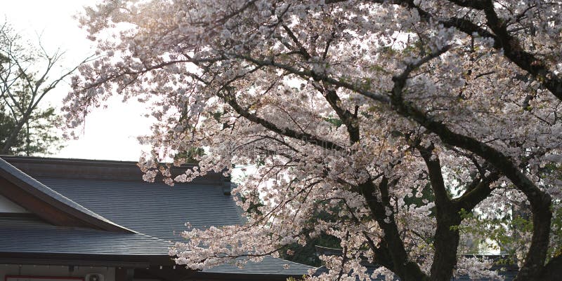 Sakura Tree Blooming in Spring of Japan. Stock Photo - Image of petal ...