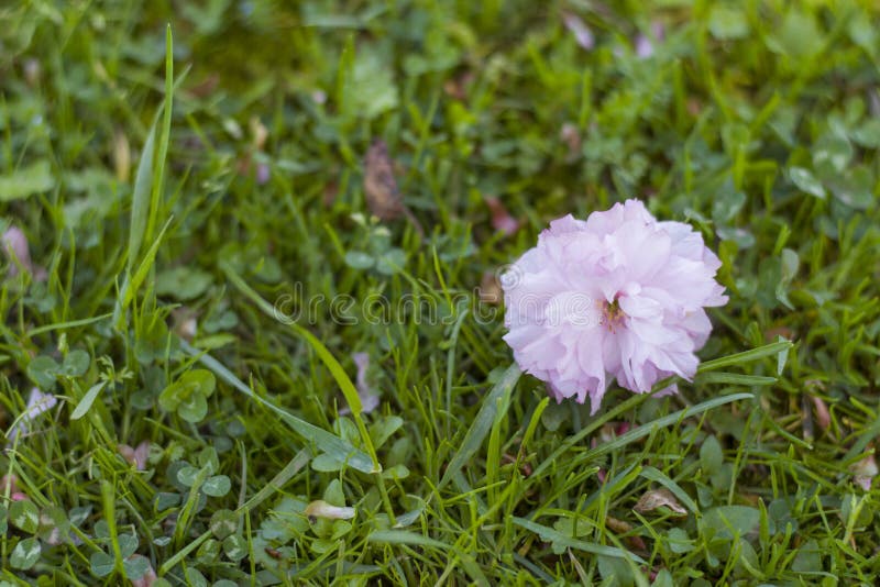 Sakura Tree Blossom, Cherry Tree Pink Flowers on the Grass Stock Image ...