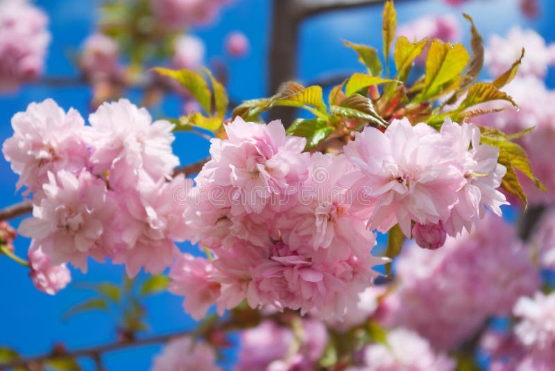 Sakura Tree Blossoms in Spring Against a Blue Sky Stock Photo - Image ...