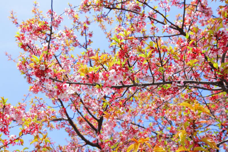 Sakura tree stock photo. Image of sakura, leave, bright - 38722080