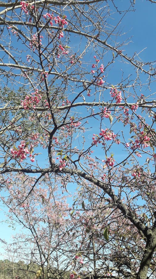 Sakura tree with blue sky stock photo. Image of blue - 163644378