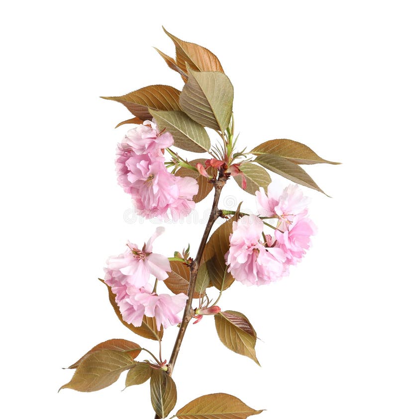 Sakura Tree Branch with Beautiful Blossom on Background. Japanese ...