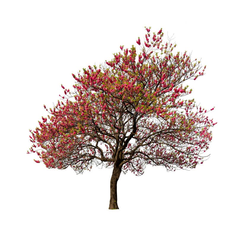 12,789 Japan Cherry Blossom Isolated Sakura Tree Branch Stock Photos ...