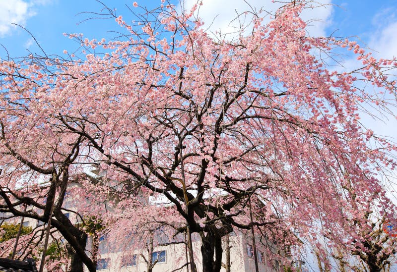 Sakura tree stock image. Image of japan, garden, bloom - 37218285