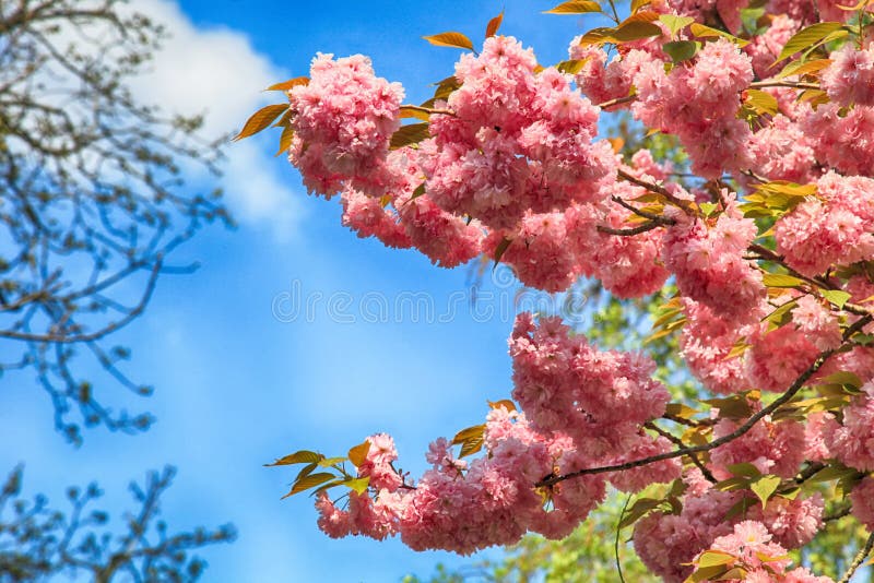 Sakura Tree Flower on Blue Sky. Stock Image - Image of background ...
