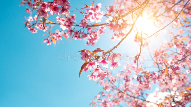 Sakura Tree Flower on Blue Sky Stock Image - Image of nature, petal ...