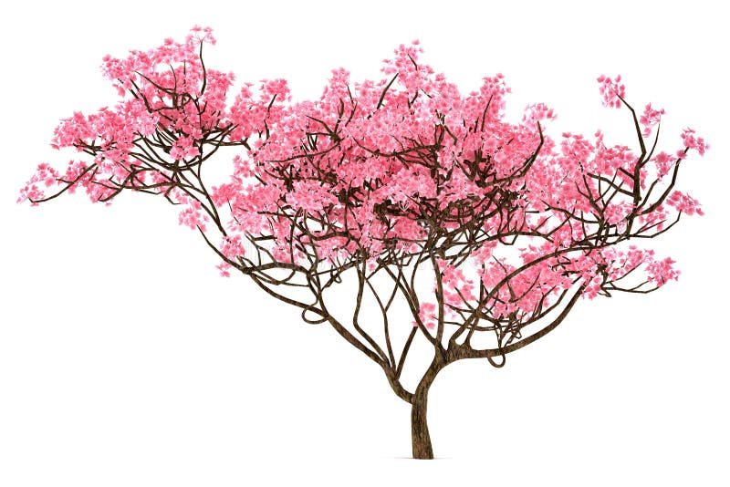 Sakura tree isolated stock illustration. Illustration of isolated ...