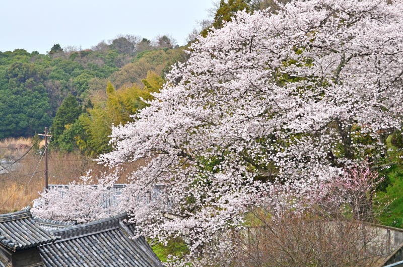 Sakura tree in Japan. stock image. Image of april, blown - 51217647