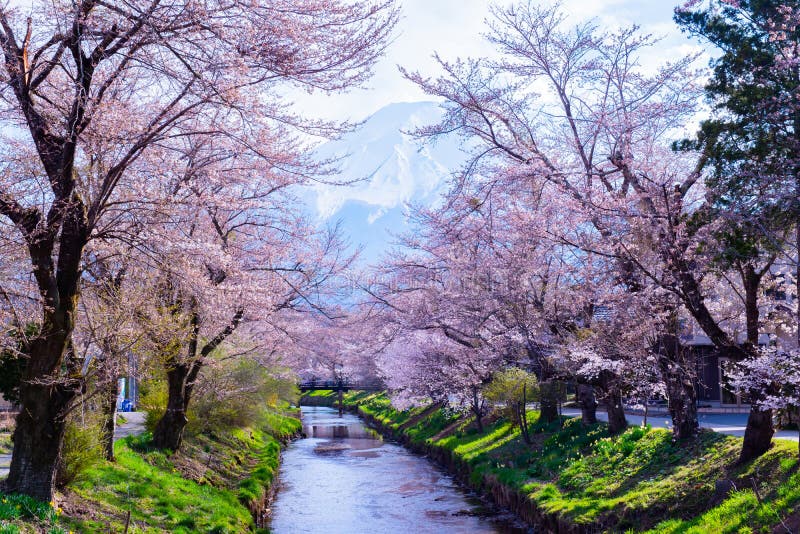 Sakura Tree in Japan. Blooming Cherry Blossom Flower on Spring Stock ...