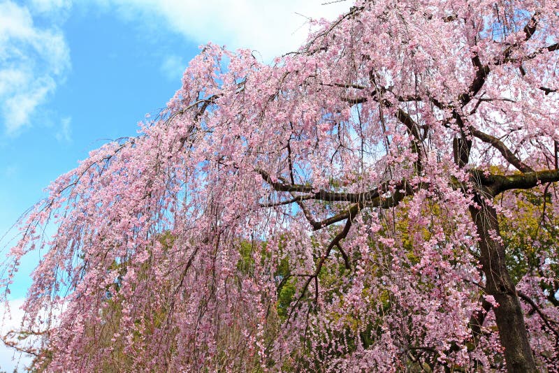 Sakura tree in Japan stock photo. Image of tokyo, pink - 37957550