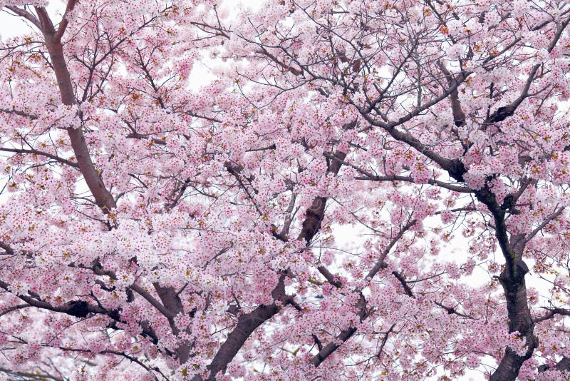 Sakura tree stock image. Image of leaf, close, pink, natural - 39458441