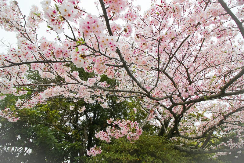 Sakura Tree in Japan during Spring Time Stock Image - Image of white ...