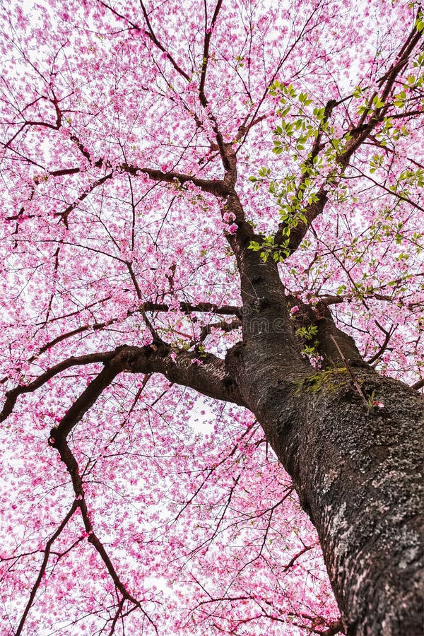 Sakura tree stock photo. Image of fresh, japanese, floral - 87050496