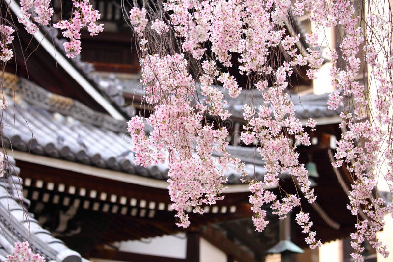 Sakura tree stock image. Image of tree, house, architecture - 39458393