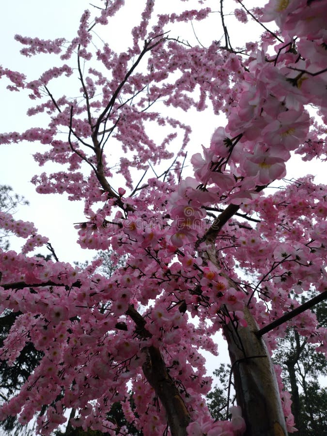 Sakura Tree Japanese View stock photo. Image of asian - 173777878