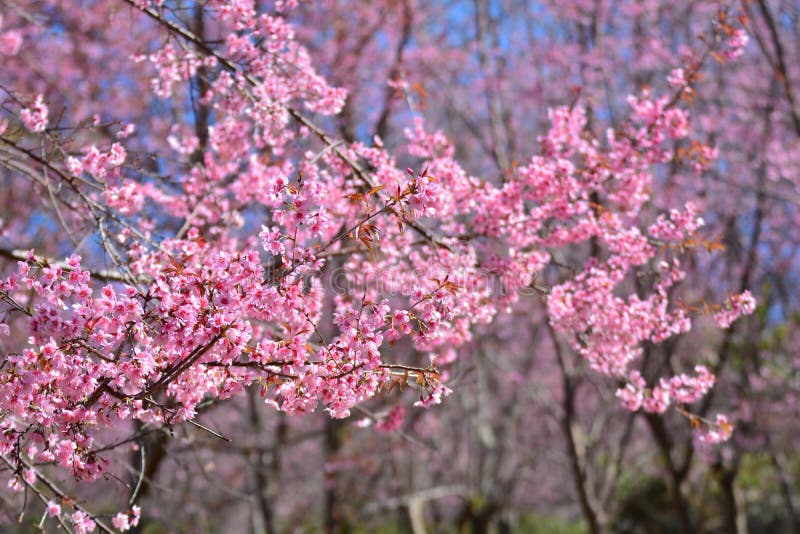 Sakura tree stock image. Image of pink, cherry, gate - 49727753
