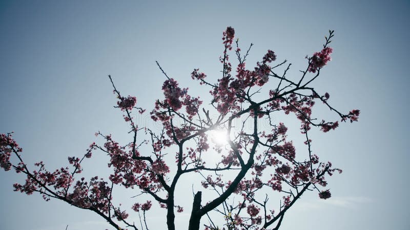 Sakura Tree Silhouette Floating in the Breeze Stock Footage - Video of ...