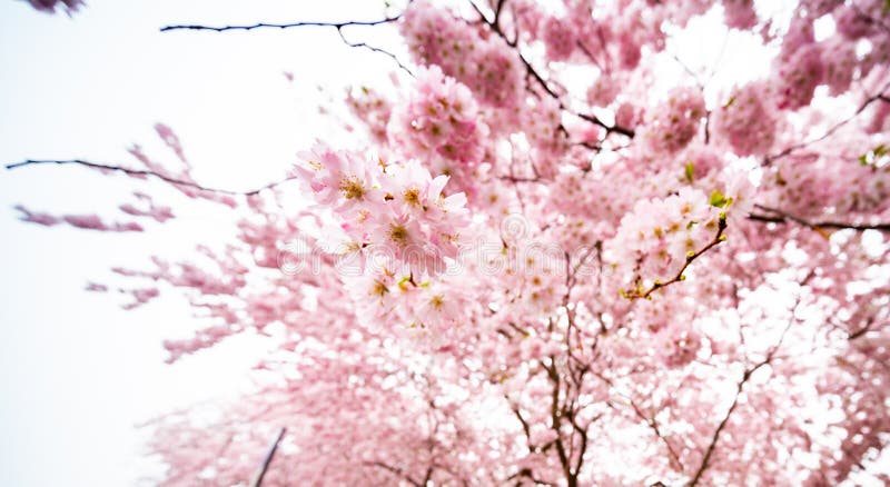 Park stock photo. Image of springs, river, spring, trees - 1399684