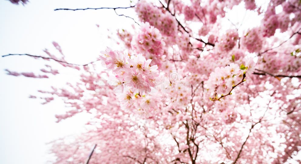 Sakura Tree in Spring Park with Flowers Stock Image - Image of path ...