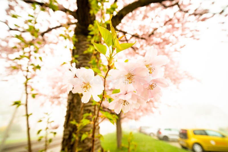 Sakura Tree in Spring Park with Flowers Stock Photo - Image of ...