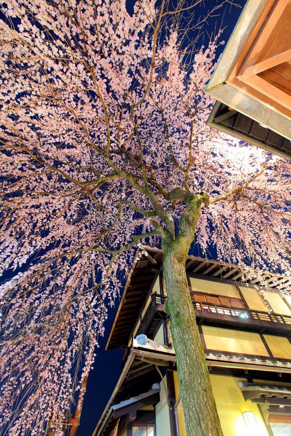 Sakura Tree and Wooden Building from Low Angle Stock Image - Image of ...