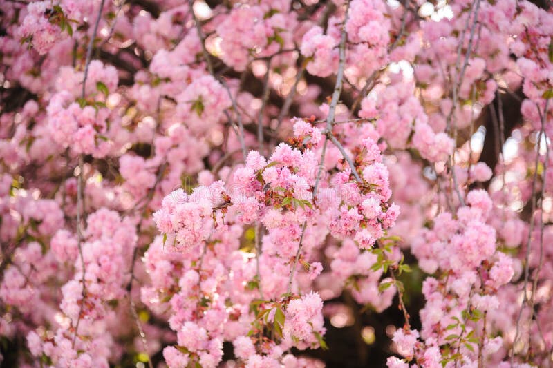 Sakura Trees Blooming in Downtown of Lviv Stock Photo - Image of fruit ...