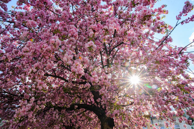 Sakura Trees Blooming in Downtown of Lviv Stock Image - Image of pink ...