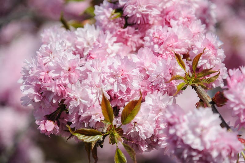 Sakura Trees Blooming in Downtown of Lviv Stock Photo - Image of spring ...