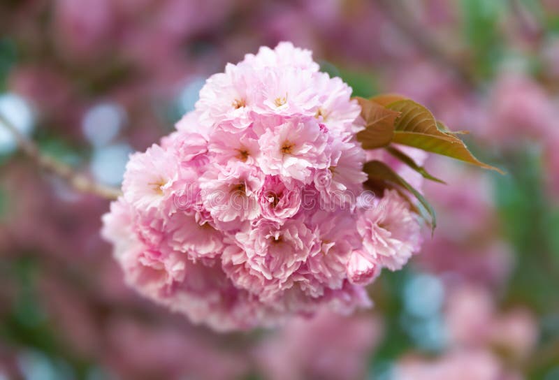 Sakura trees and flowers stock image. Image of close - 176258941
