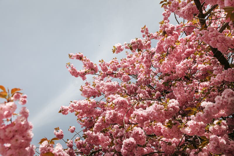 Sakura trees and flowers stock photo. Image of japanese - 176258974