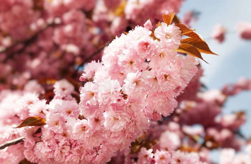 Sakura trees and flowers stock image. Image of oriental - 176258989