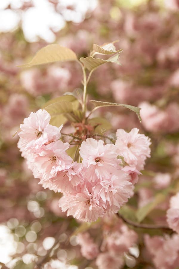 Sakura trees and flowers stock image. Image of macro - 176259183