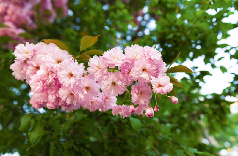 Sakura trees and flowers stock photo. Image of oriental - 176259294