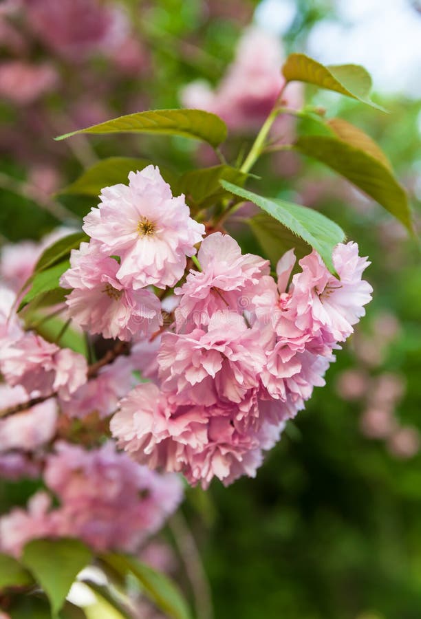 Sakura trees and flowers stock photo. Image of flora - 176259480