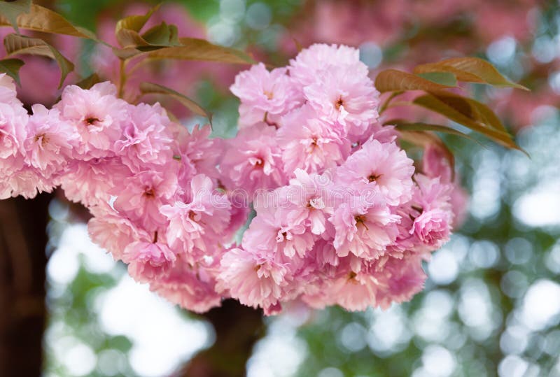 Sakura trees and flowers stock image. Image of blossom - 176259799