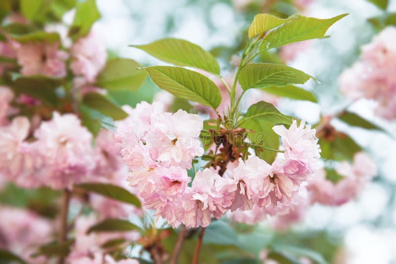 Sakura trees and flowers stock image. Image of blossom - 176259933