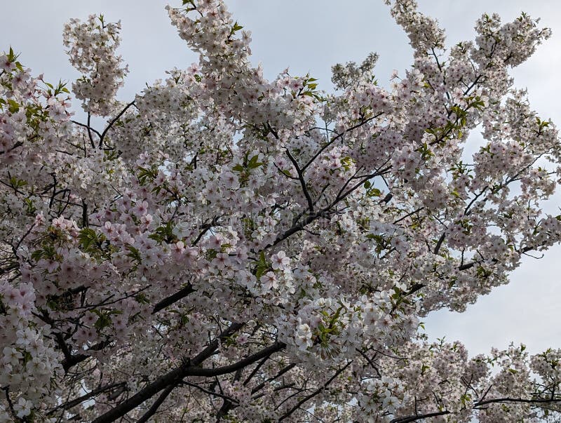 Sakura Trees in Full Bloom in Spring Stock Image - Image of spring ...