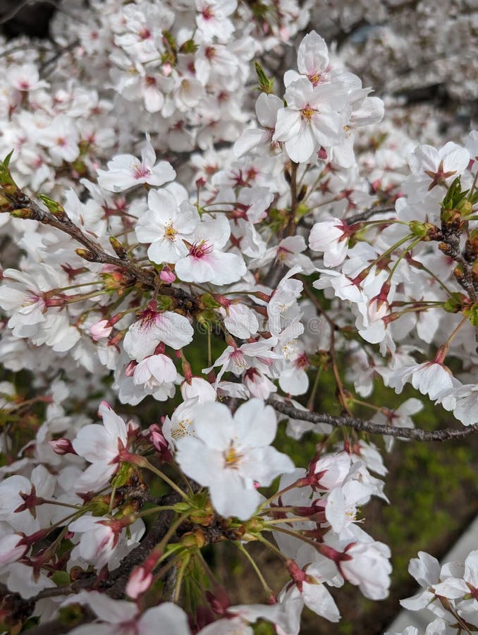 Sakura Trees in Full Bloom in Spring Stock Photo - Image of lilac ...