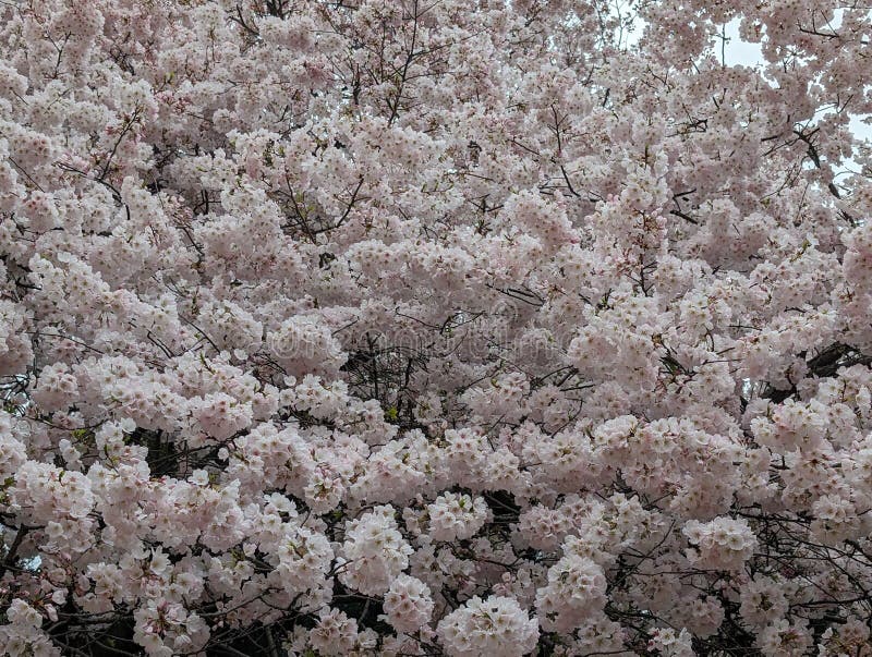Sakura Trees in Full Bloom in Spring Stock Image - Image of lilac ...