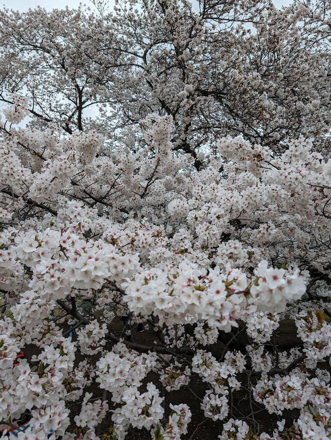 Sakura Trees in Full Bloom in Spring Stock Image - Image of sakura ...