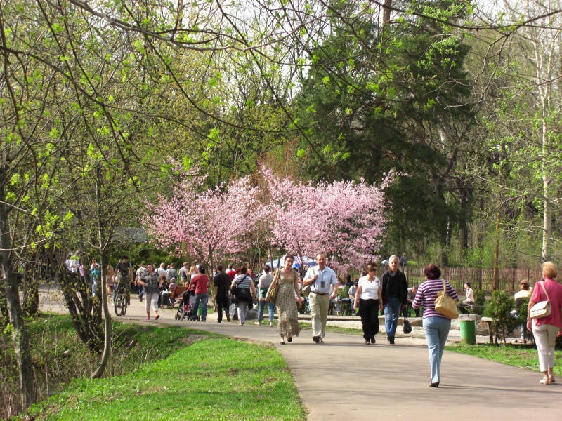 Sakura Trees Growing in the Moscow Park, People Walking Around ...