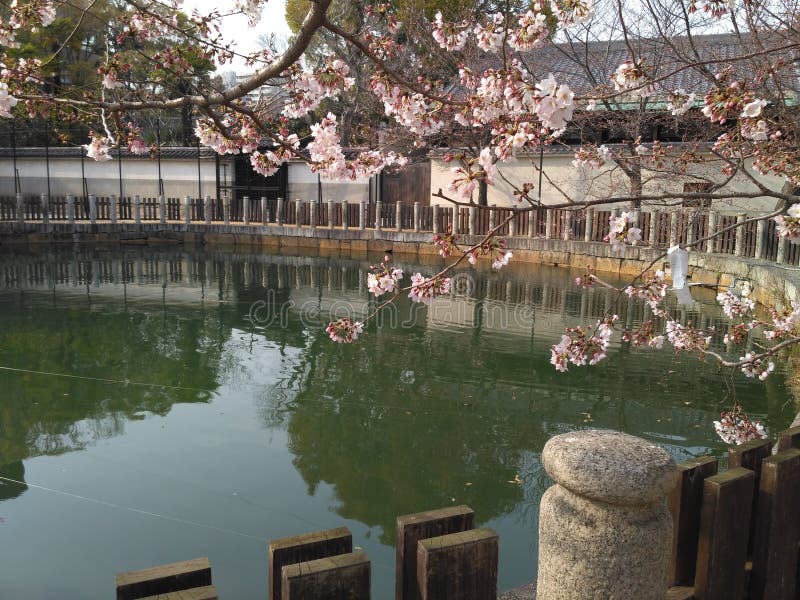 Sakura Trees on the Pond Side Stock Image - Image of fountain, waterway ...