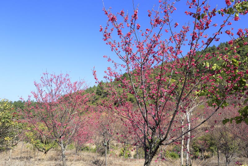 Red sakura flowers macro stock image. Image of cherry - 126278723