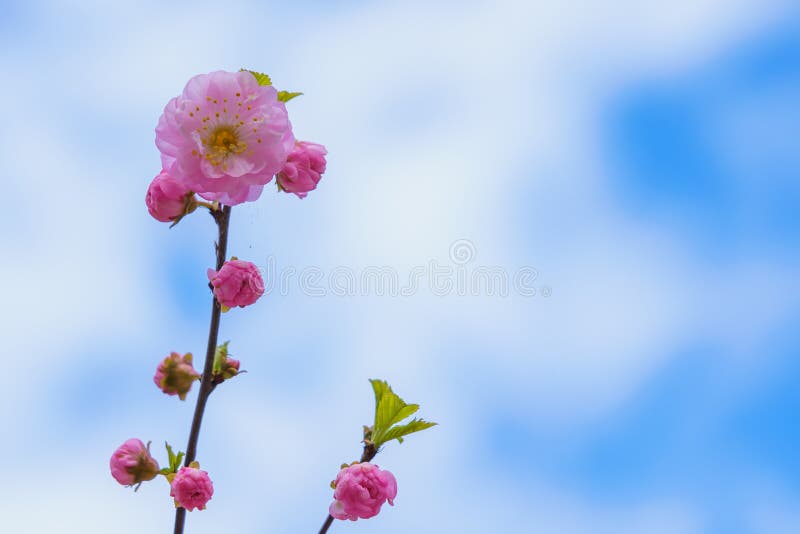 Japanese Landscaping Budget Stock Photos - Free & Royalty-Free Stock ...