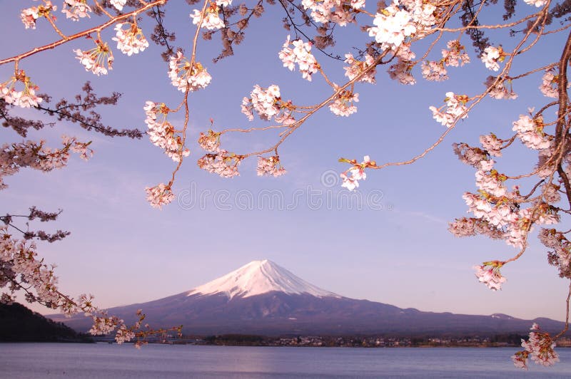 Sakura u. Mt Fuji stockfoto. Bild von blume, fuji, landschaft - 3174736